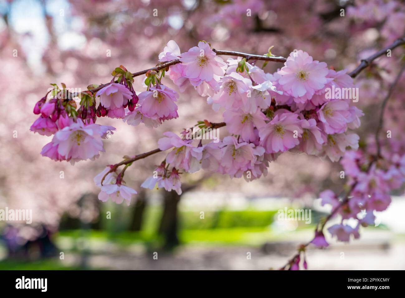 Springtime with cherry blossom Stock Photo - Alamy