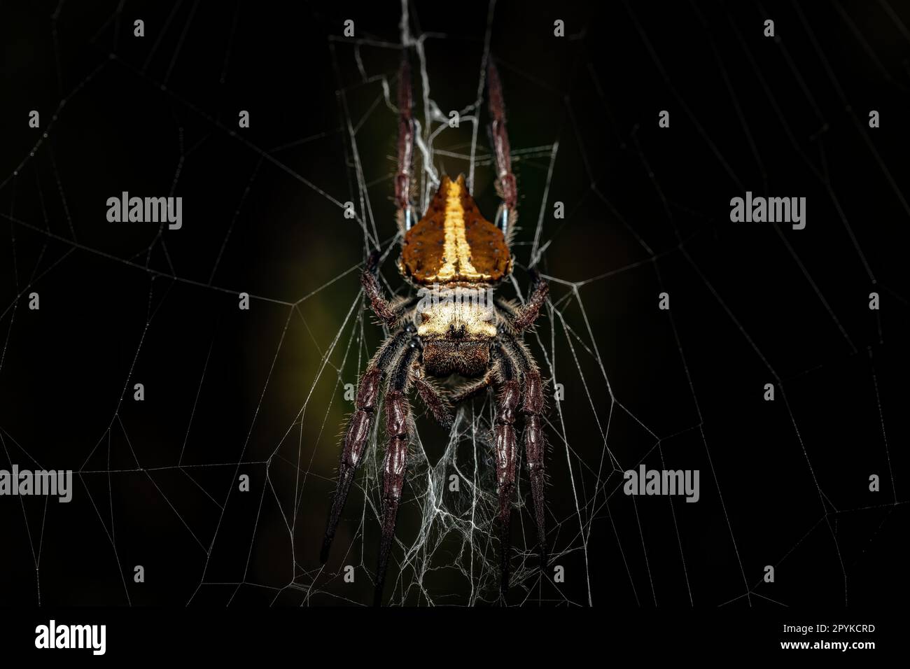 Caerostris extrusa, bark spider, Ranomafana national park, Madagascar ...