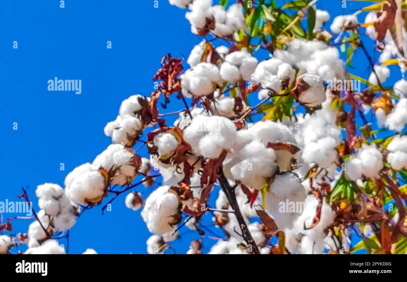 White cotton on tree or plant in Puerto Escondido Mexico Stock Photo ...