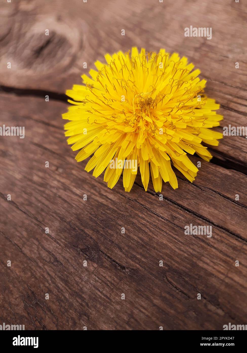 Dandelion stump hi-res stock photography and images - Alamy