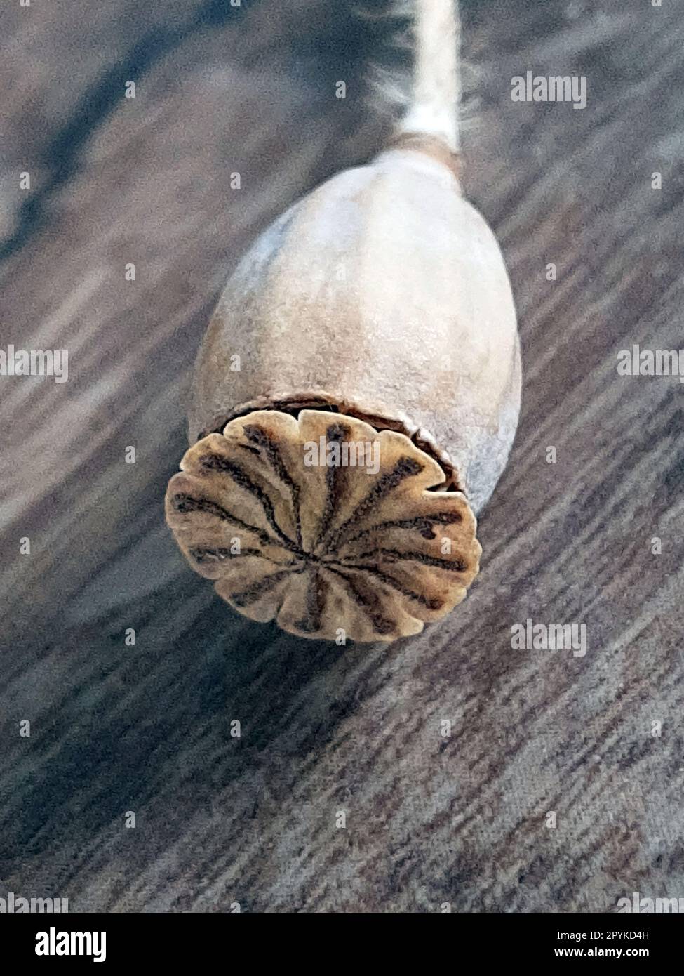 Dry poppy head on a gray background close-up Stock Photo - Alamy