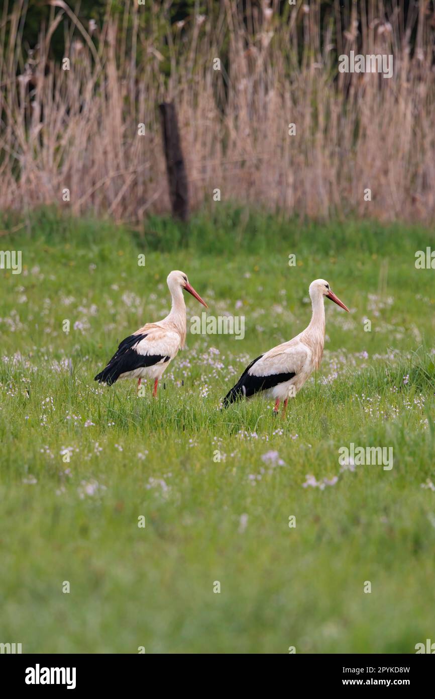 Beautiful white storks wandering in spring flower meadow Stock Photo ...