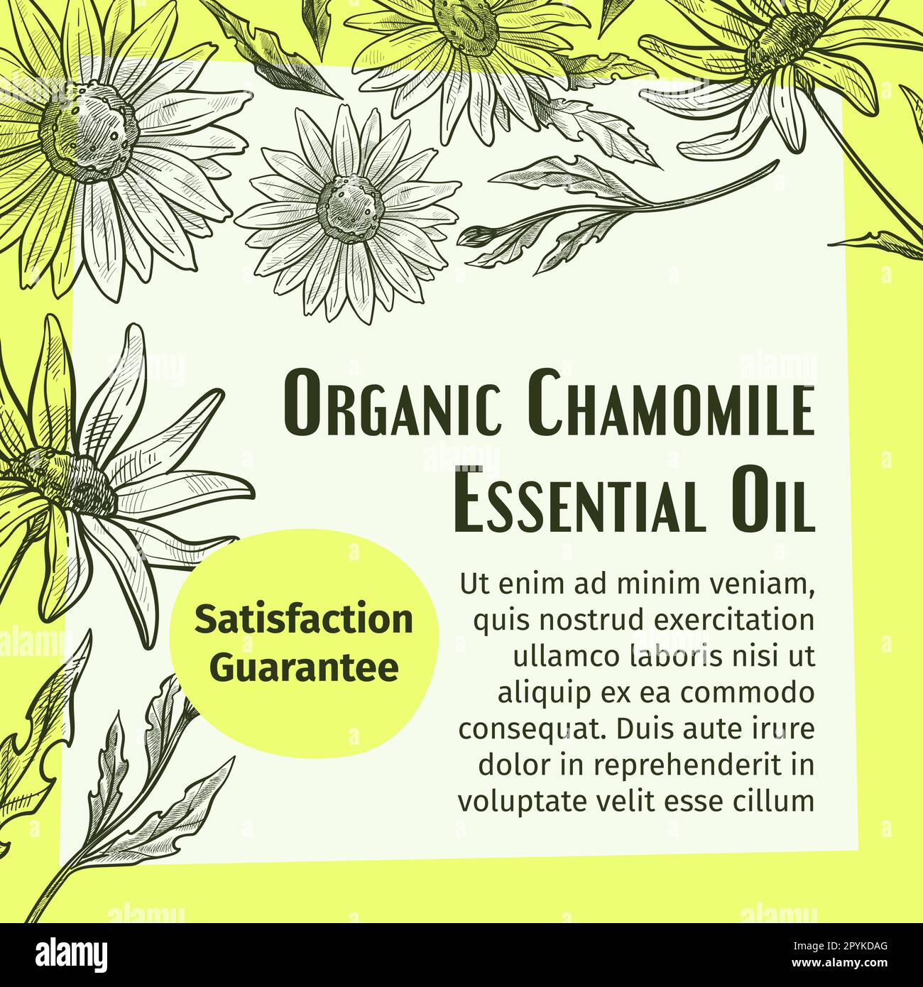Organic chamomile essential oil, promo banner Stock Vector Image & Art ...