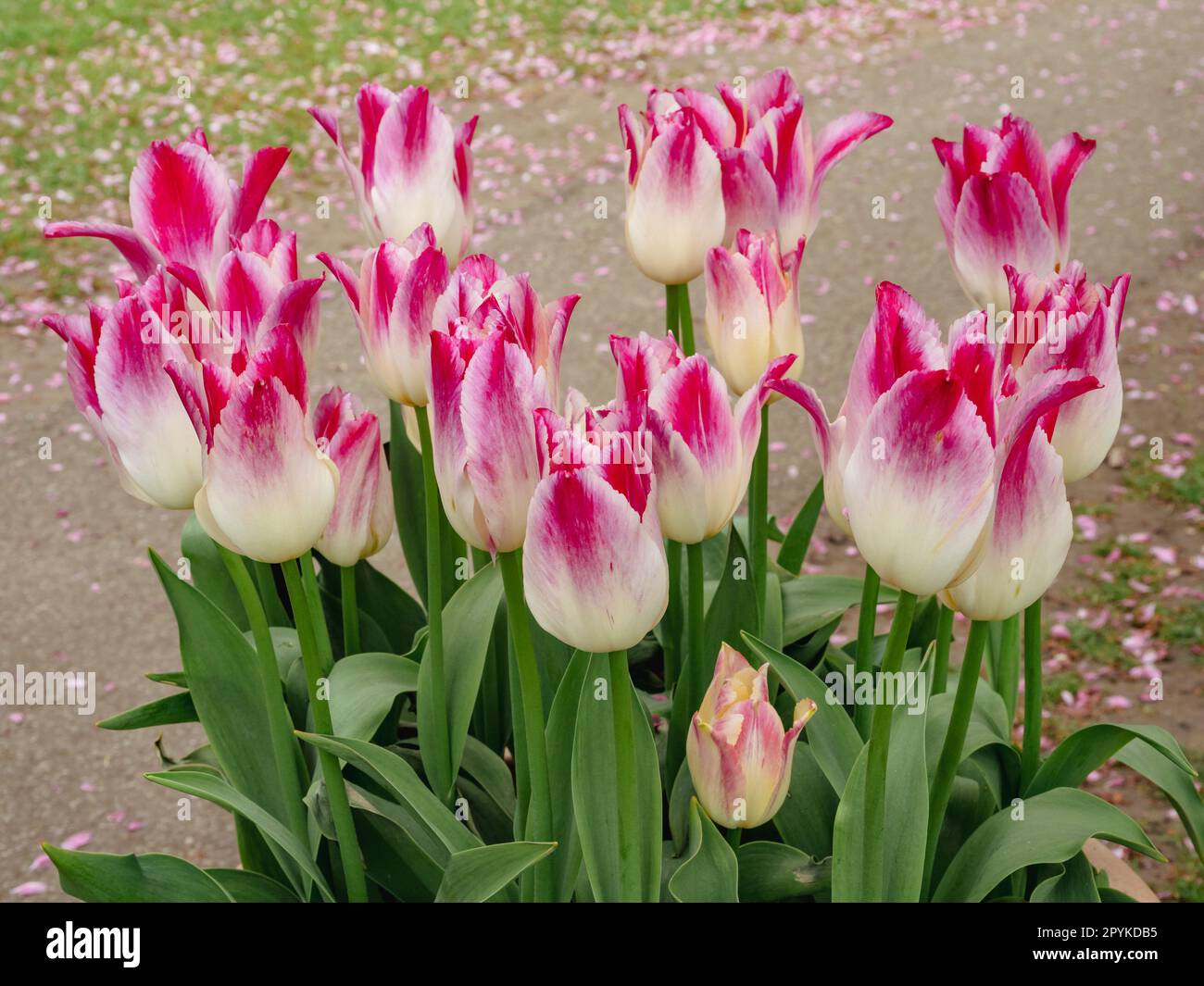 Tulip Whispering Dream Stock Photo - Alamy