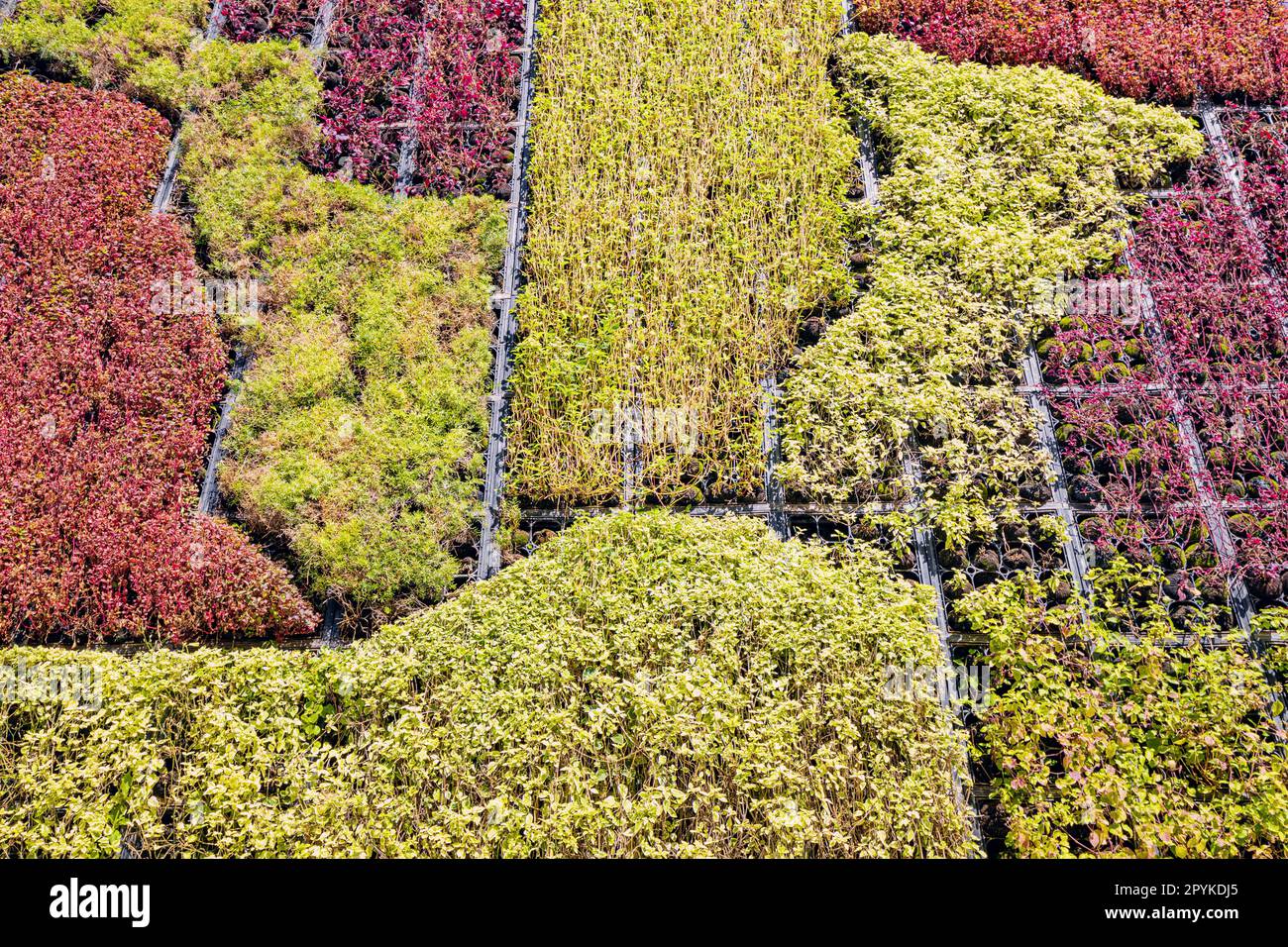 Decorative vertical garden with plants as urban design and development ...