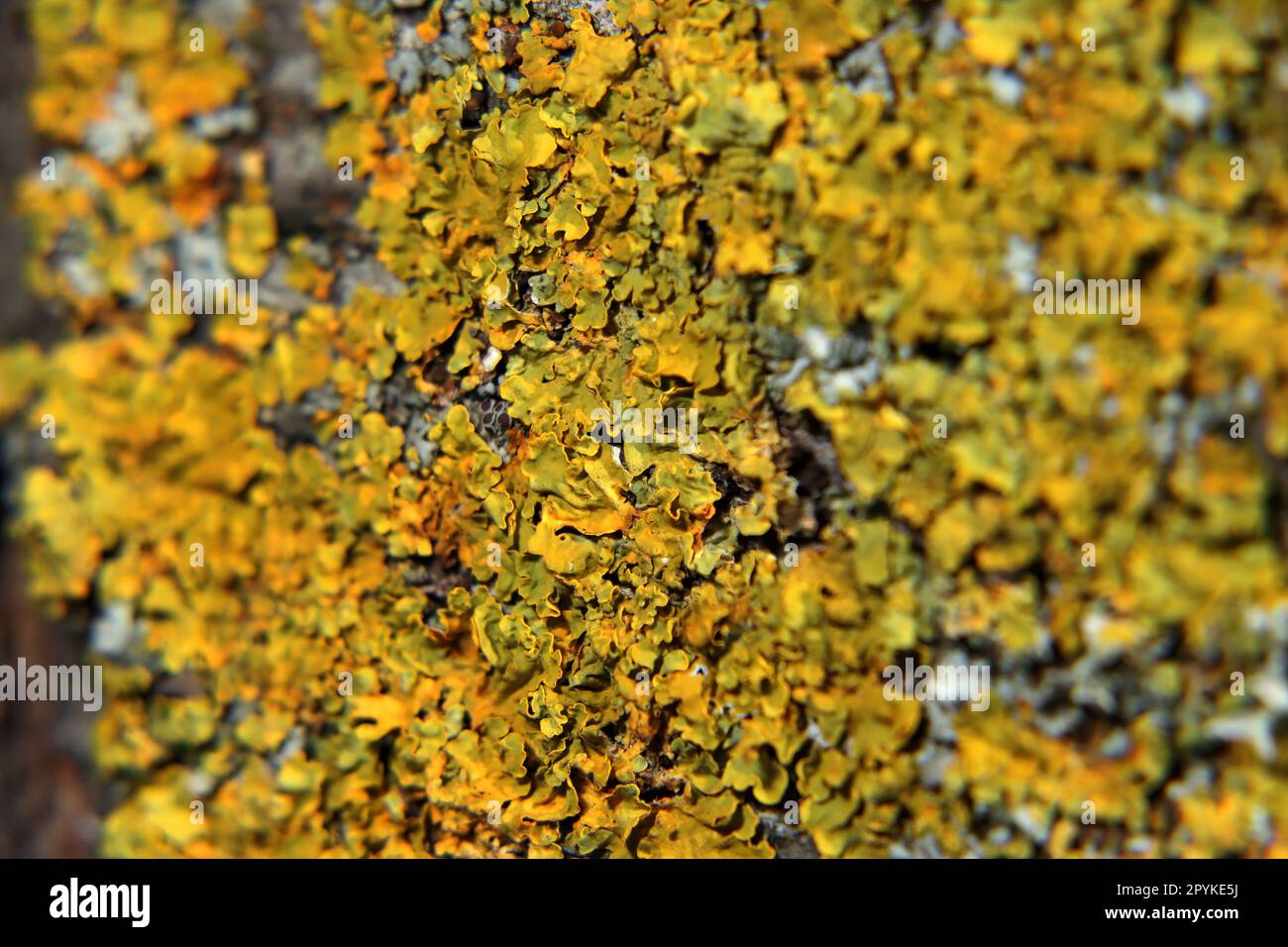 Yellow lichen on the bark of a tree, scientific name Xanthoria ...