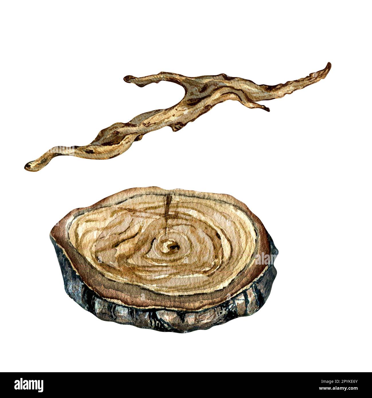 Dry wood and round stand watercolor illustration isolated on white ...