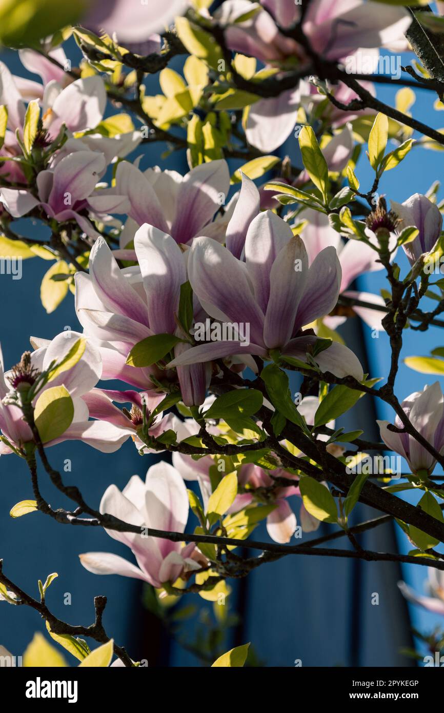 Polish flowers hi-res stock photography and images - Alamy