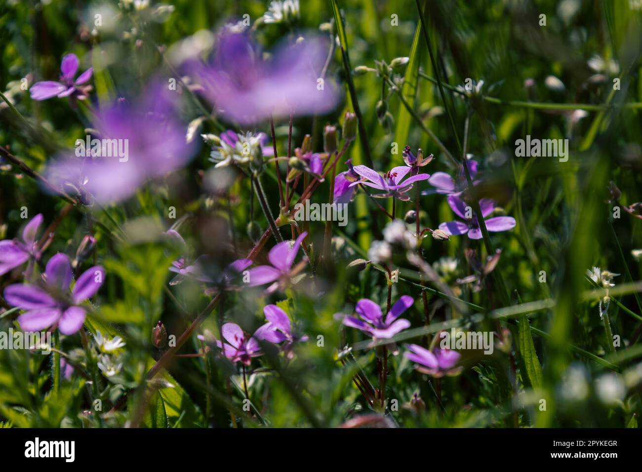 Polish flowers hi-res stock photography and images - Alamy