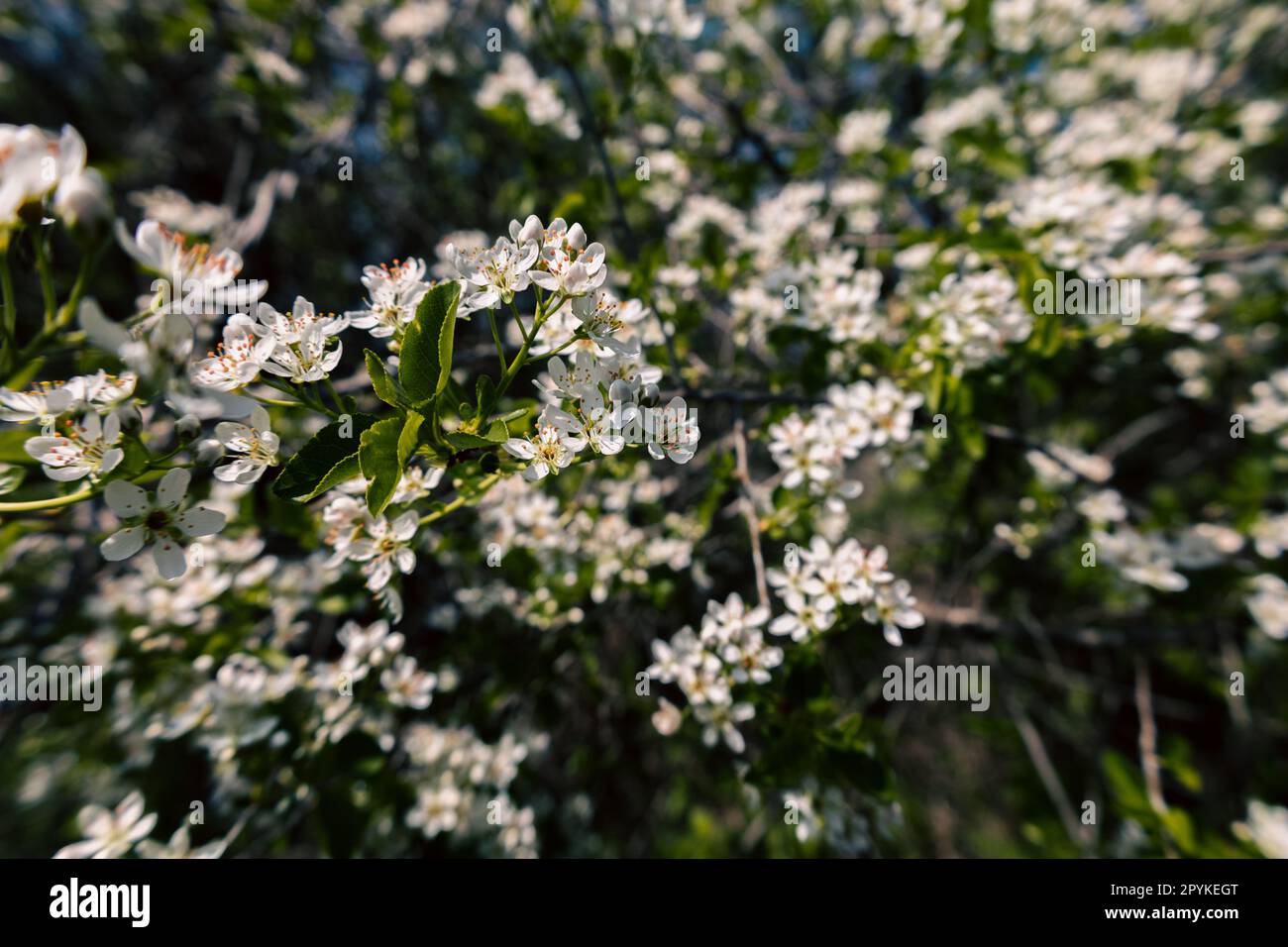 Polish flowers hi-res stock photography and images - Alamy