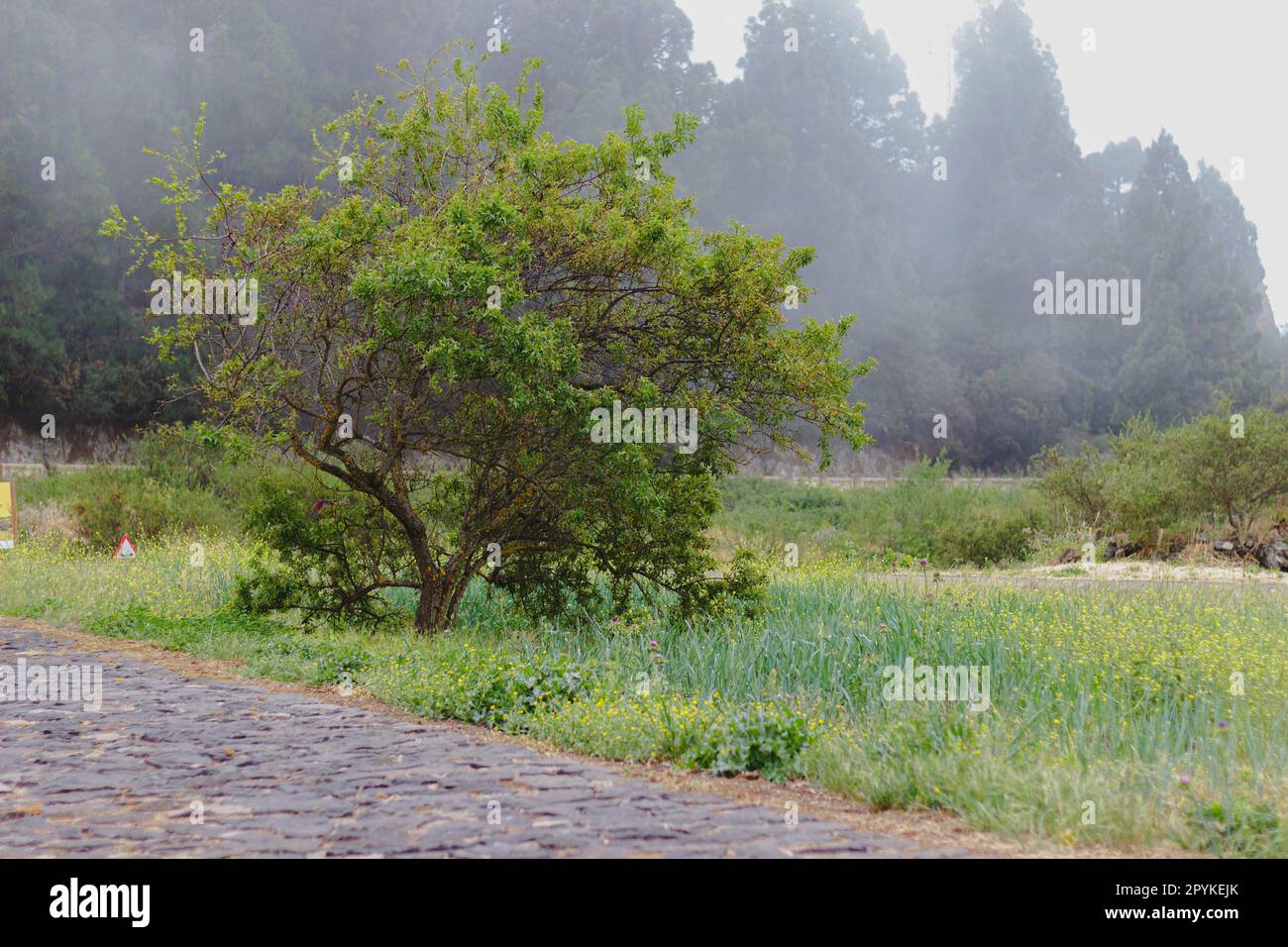 An idyllic landscape featuring a single tree in a large field of ...