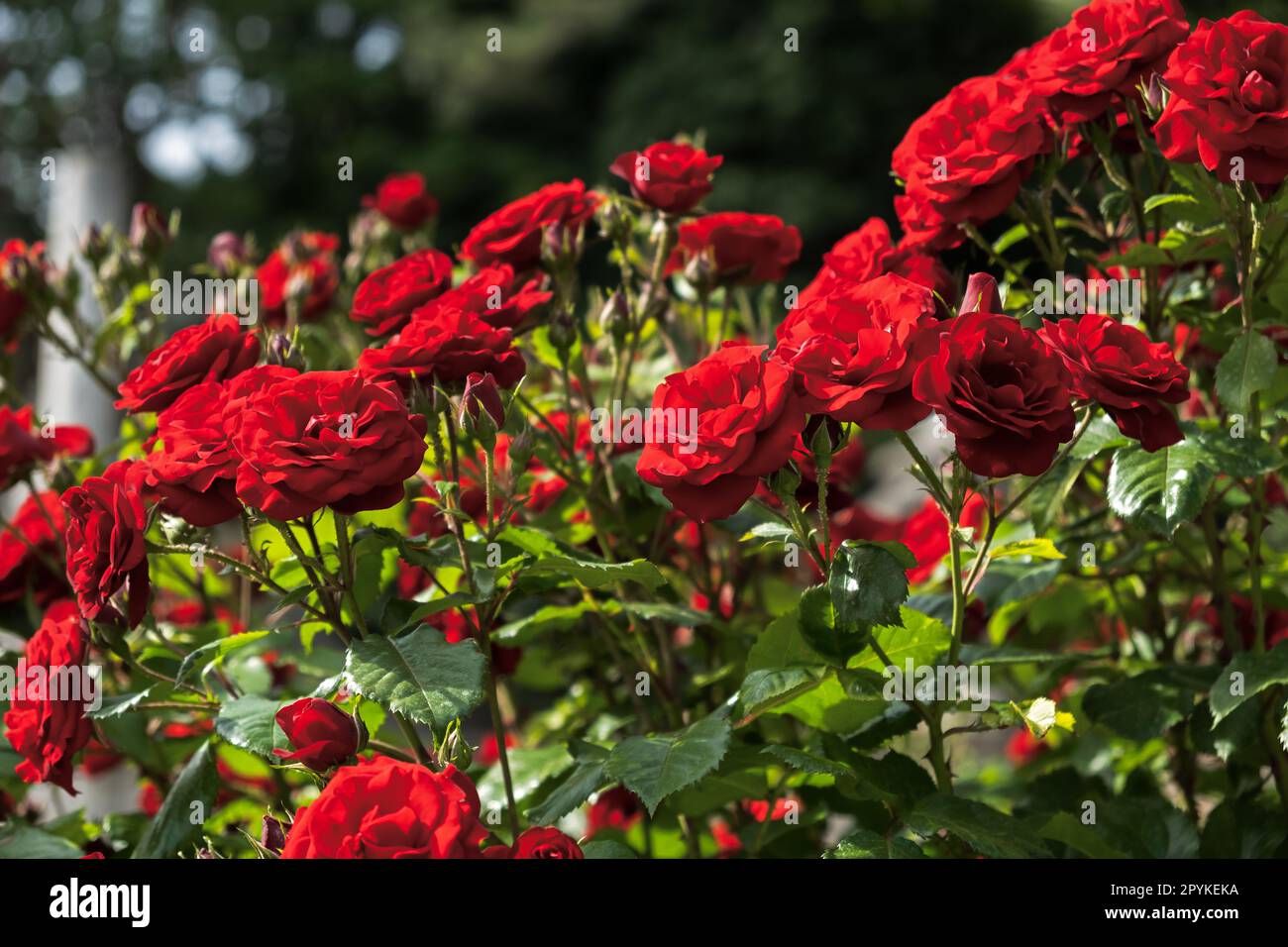 Red Roses Garden