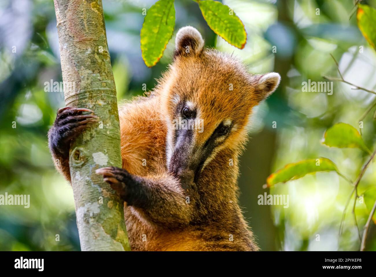 Cute coati climbing a tree, against natural background, Iguazu ...