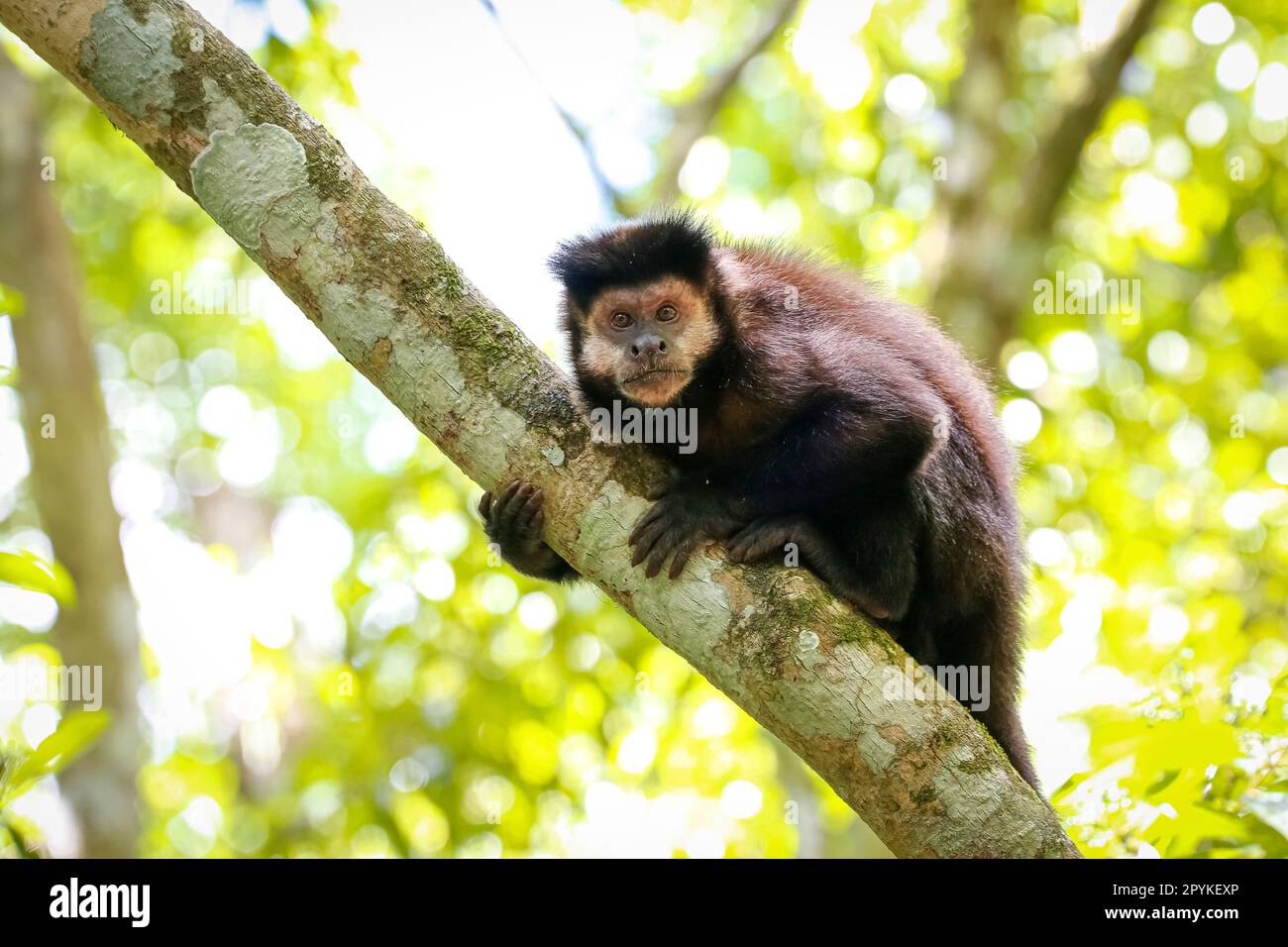 Hooded capuchin climbing on a tree trunk against bright natural ...