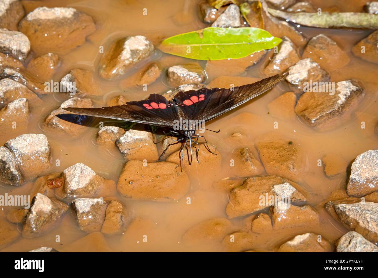 Beautiful black and red butterfly sucking water in a puddle on the ...