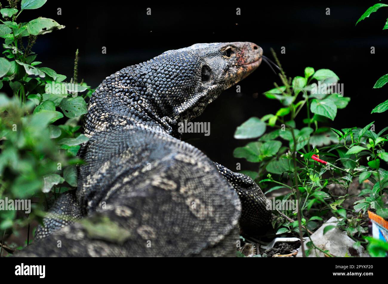 A monitor lizard in Lumphini park in Bangkok, Thailand Stock Photo - Alamy
