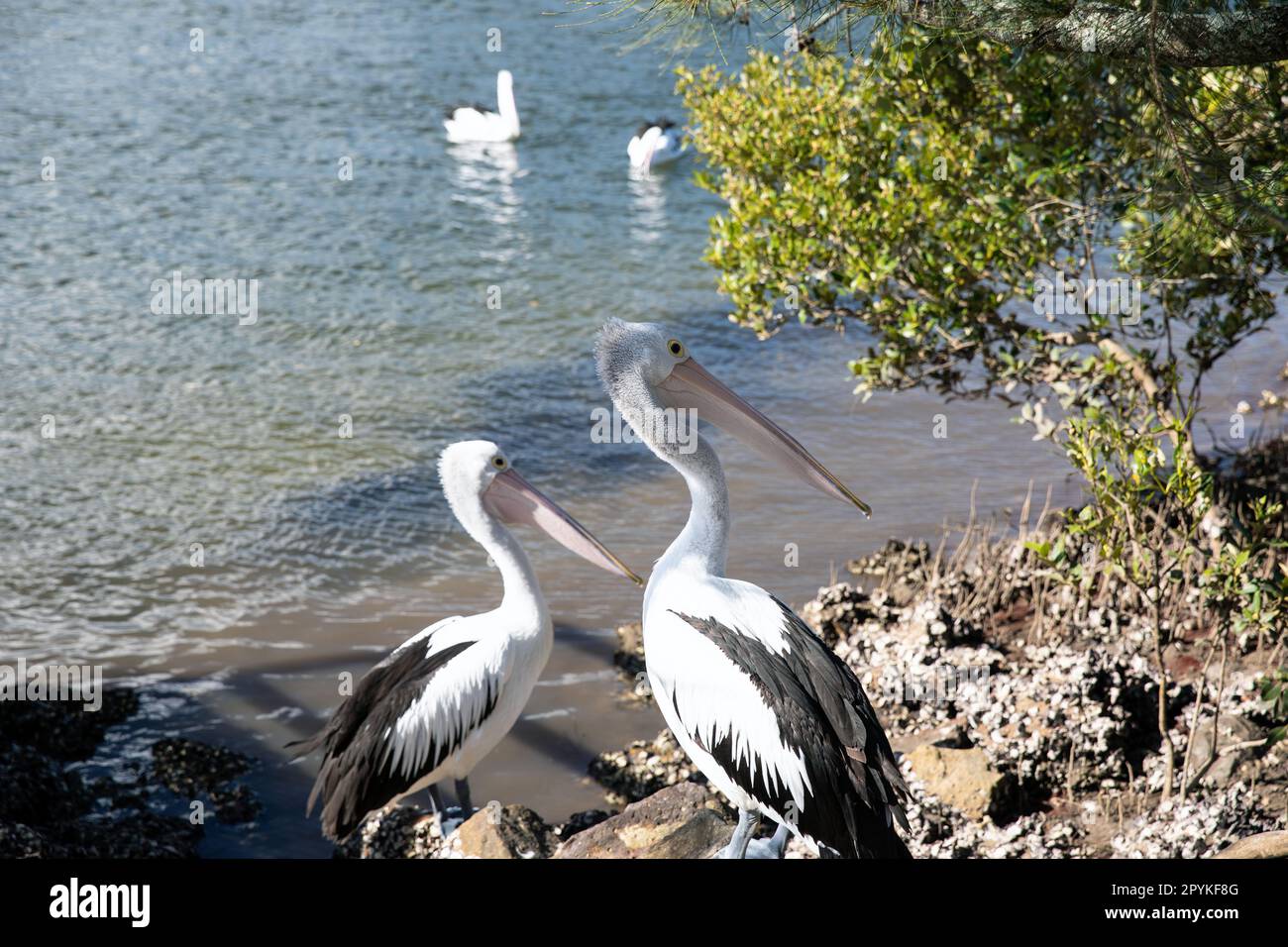 Borderee national park hi-res stock photography and images - Alamy