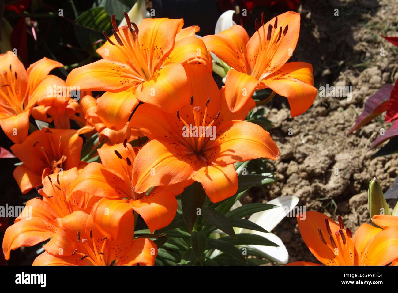 Orange Lilium 'Enchantment' (Lilium auratum) flowers in bloom : (pix ...