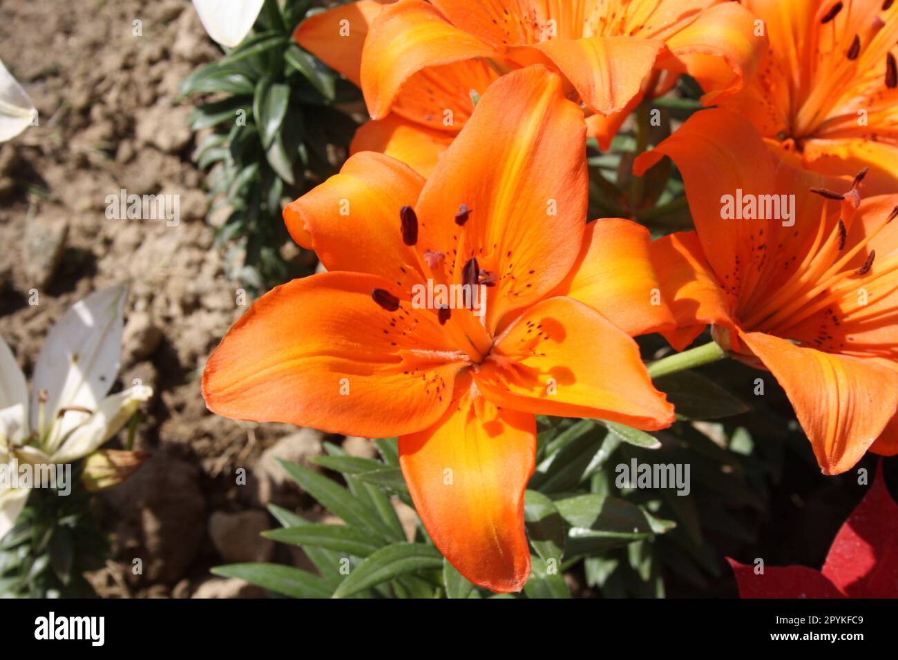 Orange Lilium 'Enchantment' (Lilium auratum) flowers in bloom : (pix ...