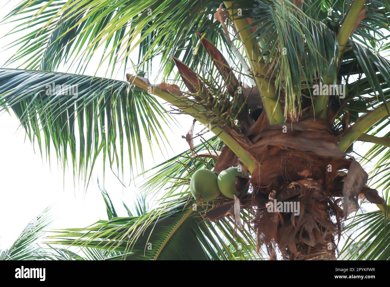 Cocos nucifera l hi-res stock photography and images - Alamy