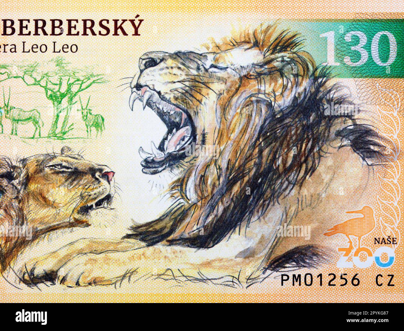 Closeup a lion hi-res stock photography and images - Alamy