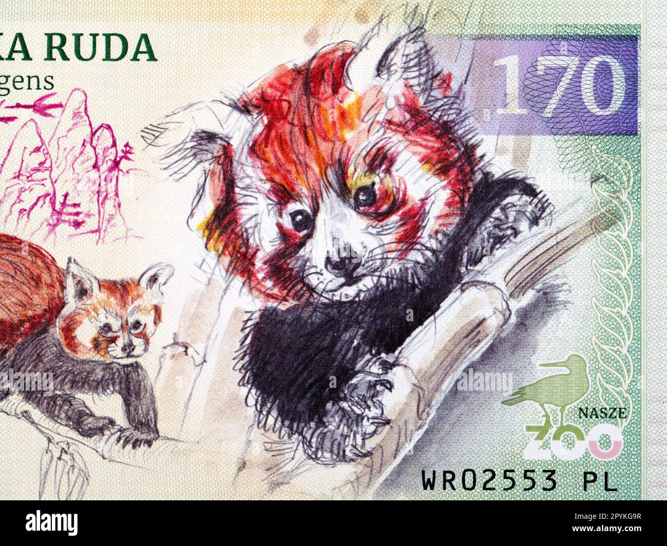 Red panda a closeup portrait from money Stock Photo - Alamy