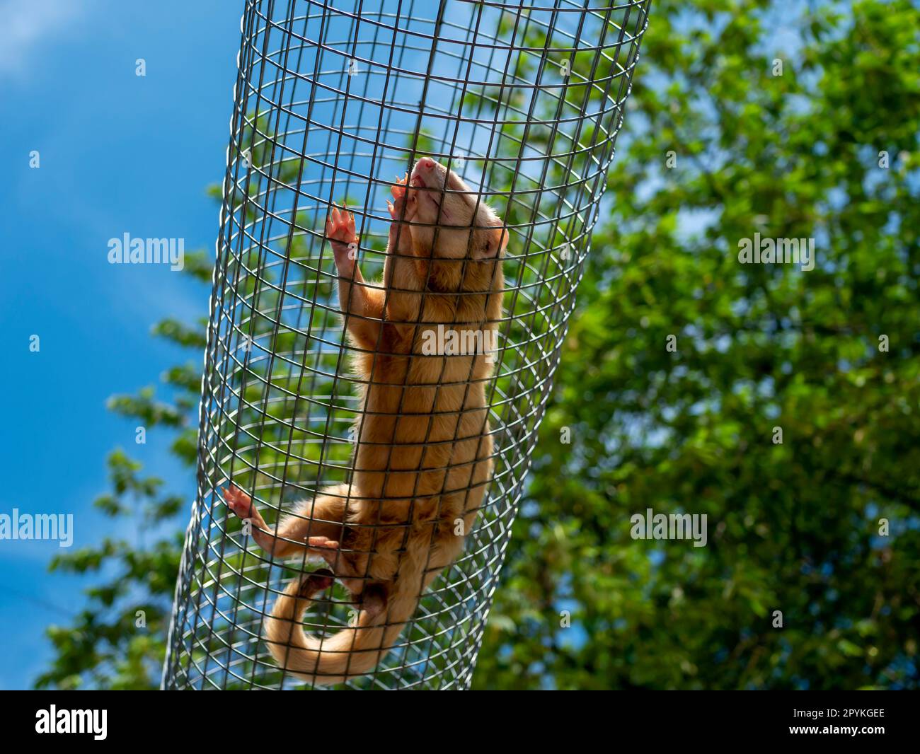 A sleeping squirrel on the animal path in the park made of wire Stock ...