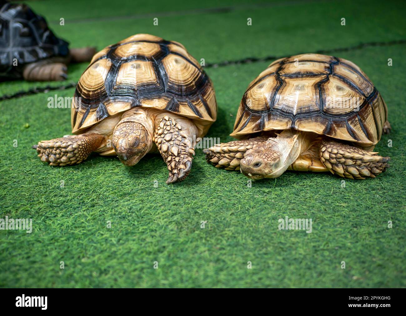 African Spurred Tortoise, Hermann tortoise feeding, on the green grass ...