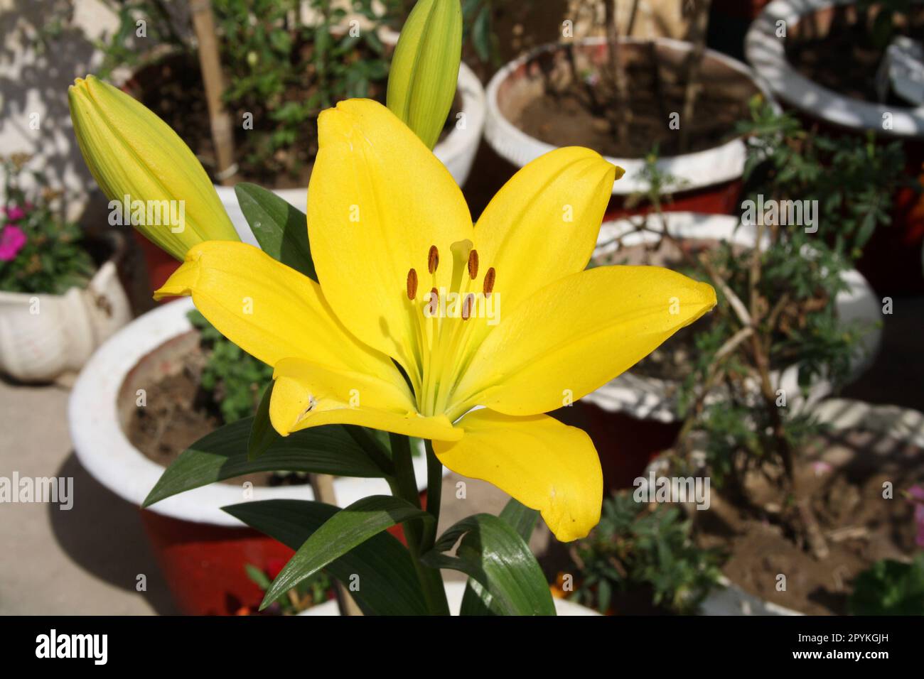 Lilium 'Yellow Power' (Lilium auratum) flowers with brown anthers ...