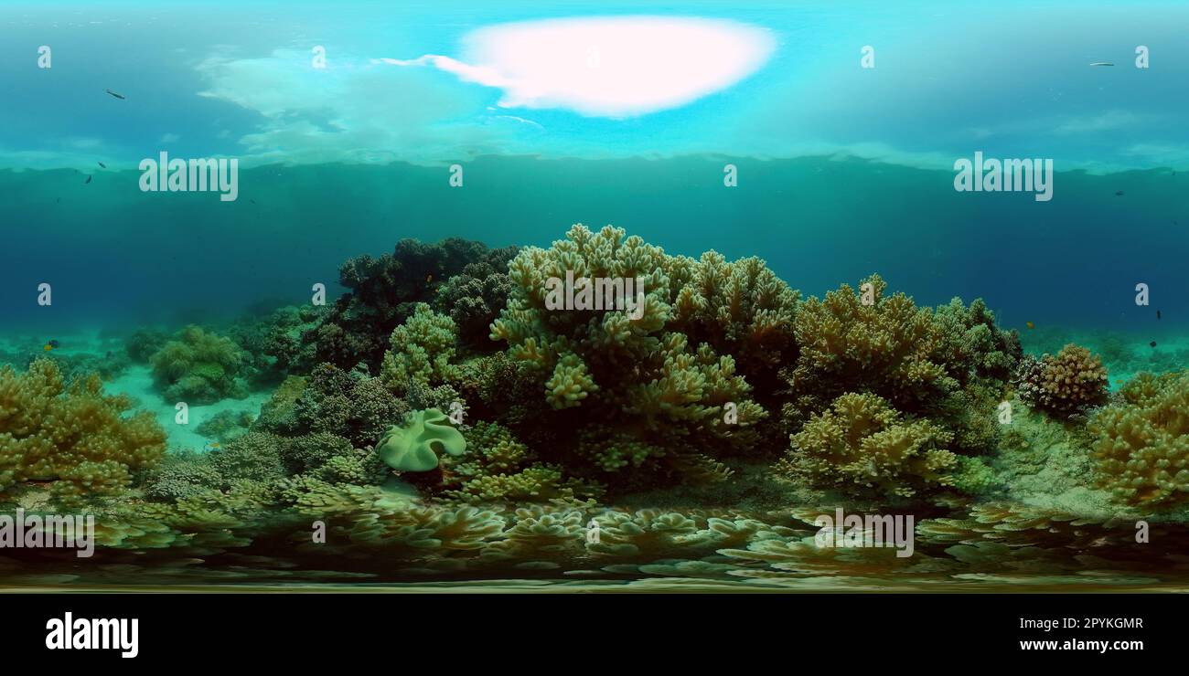 Scene reef. Marine life sea world. Underwater fish reef marine ...