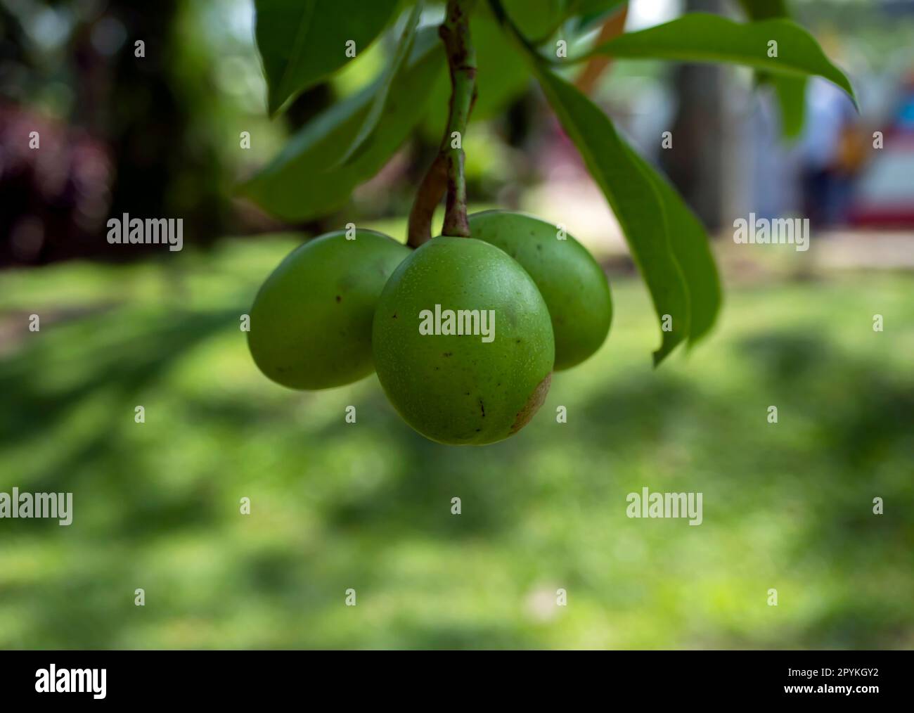 Bintaro, Cerbera manghas tropical evergreen poisonous fruits Stock ...