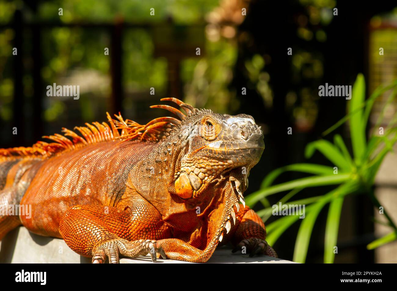 Bright orange iguana (Iguana iguana) under sunshine, with blur ...