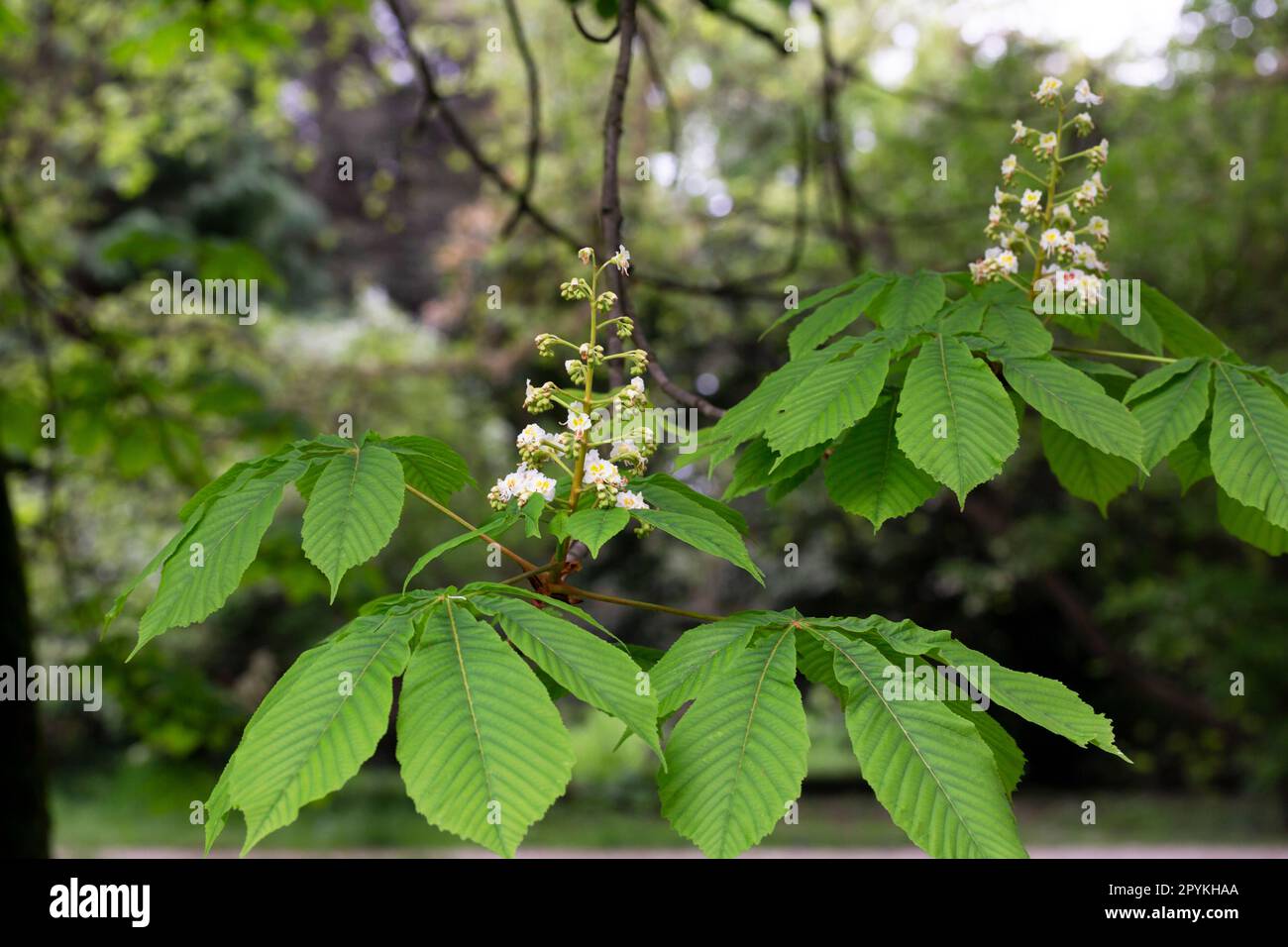 White chestnut flowers on tree leaves background, selective focus ...