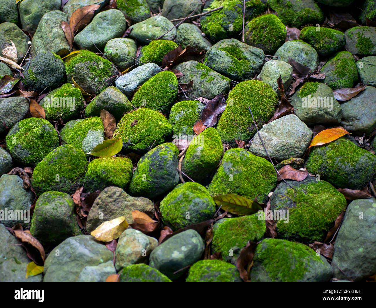 Green moss on the stone for natural computer background and wallpaper ...