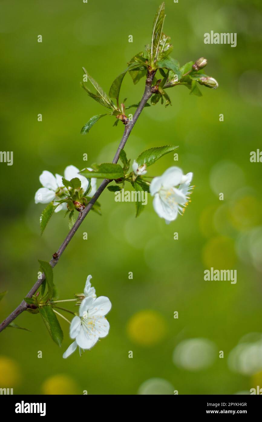 Morning and view of white cherry blossoms.5.05.2023 Bialystok Poland ...