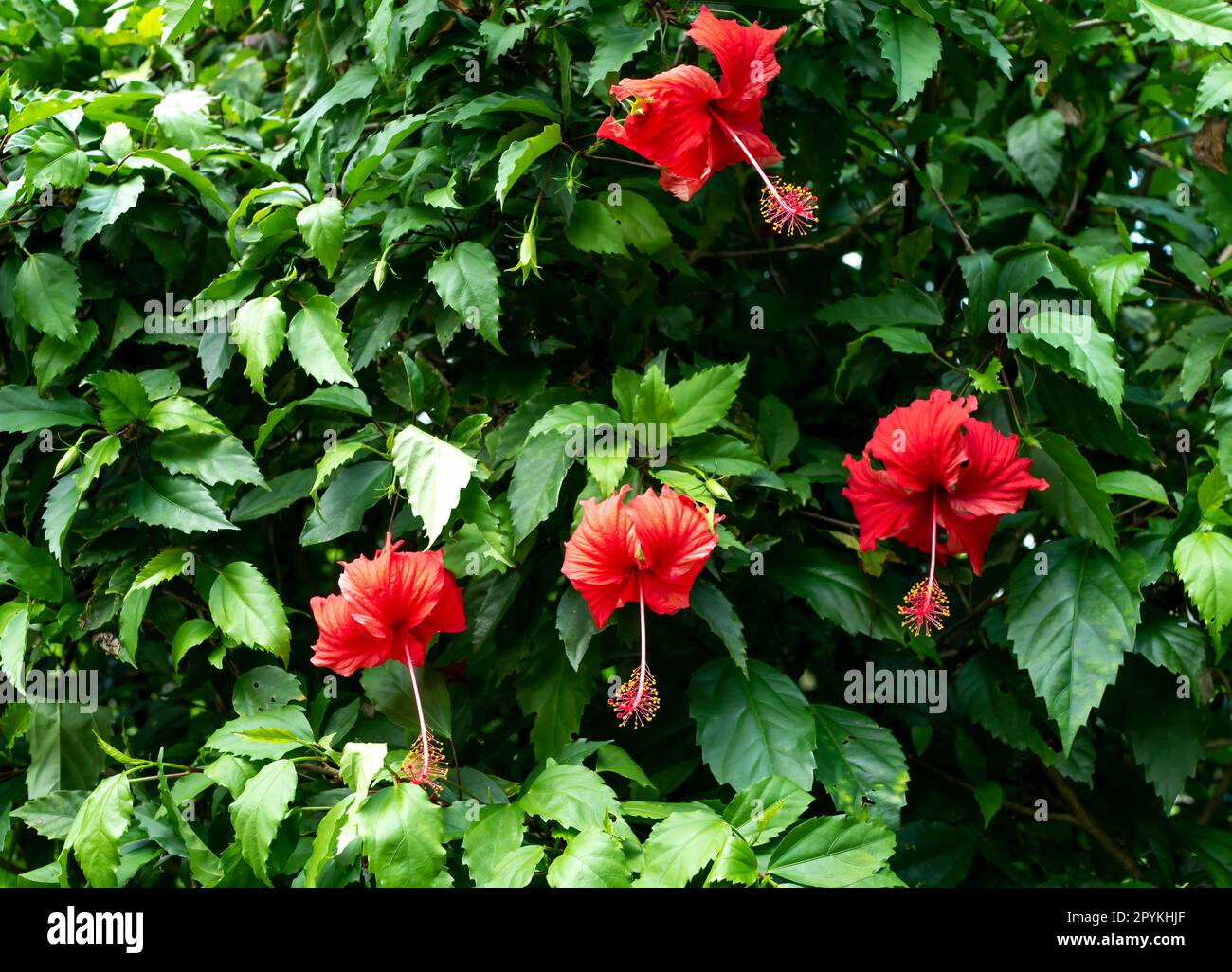 Red hibiscus flowers (Hibiscus rosa-sinensis) on its tree, natural ...