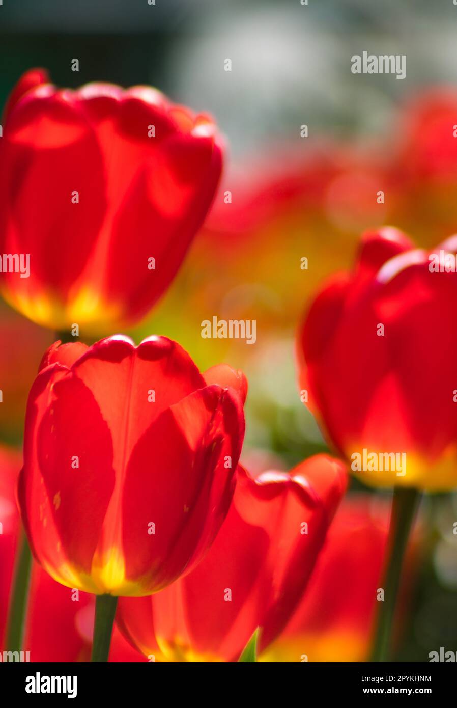 Beautiful red tulips in the rays of the sun.5.05.2023 Bialystok Poland ...
