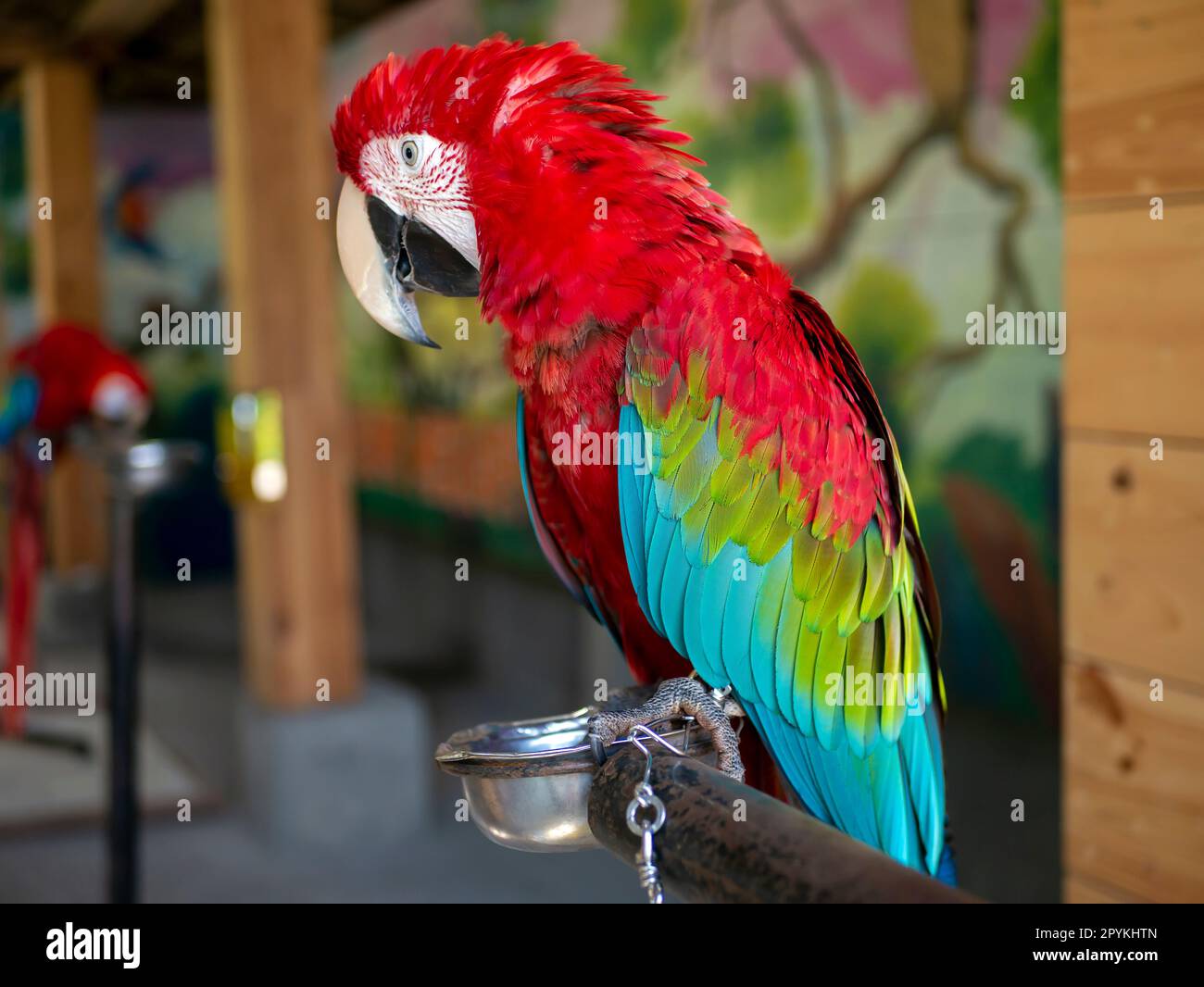The red and green macaw (Ara chloropterus) in a mini zoo, in Yogyakarta ...