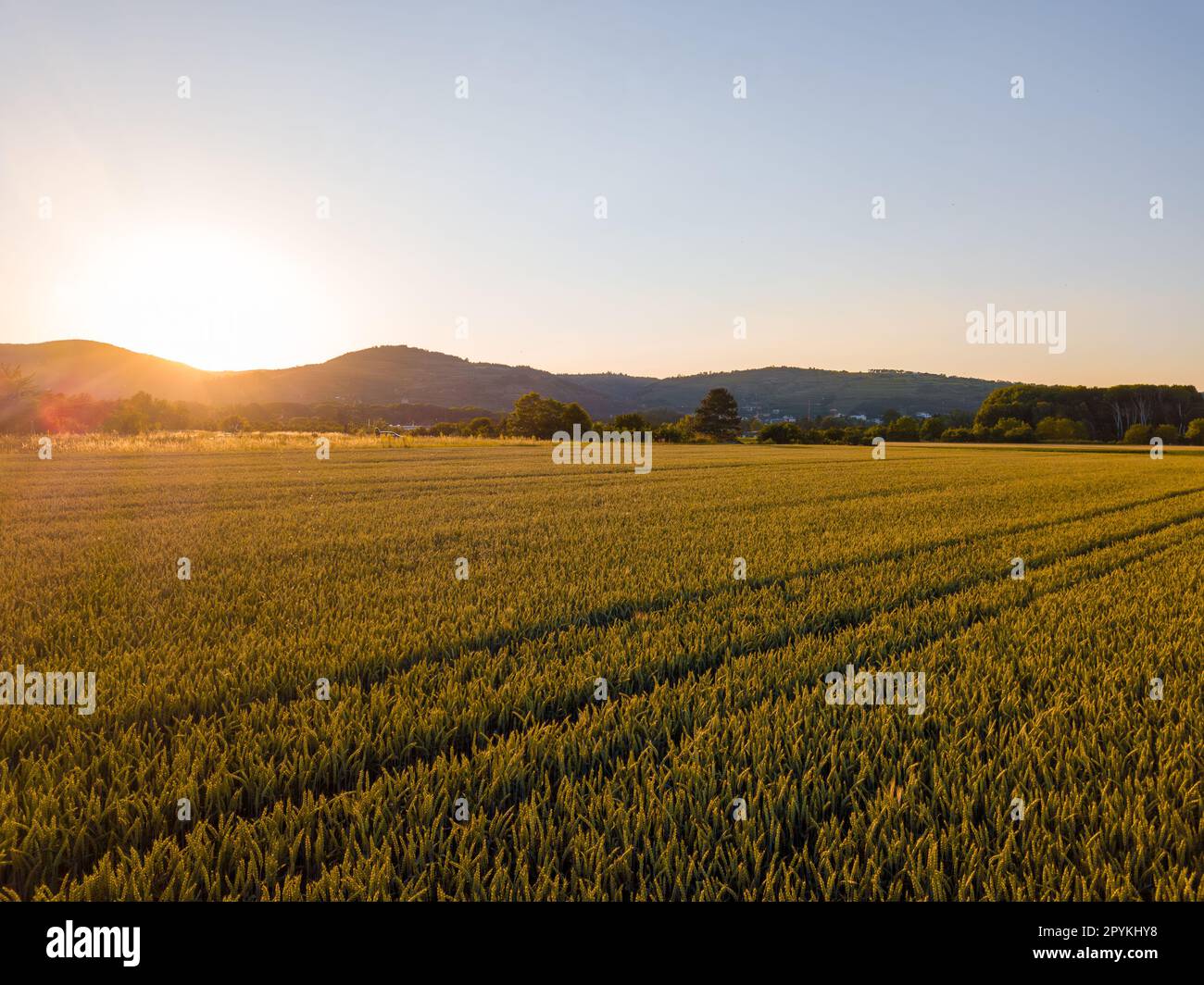 Vibrant Sunset over Abundant Crop Stock Photo - Alamy