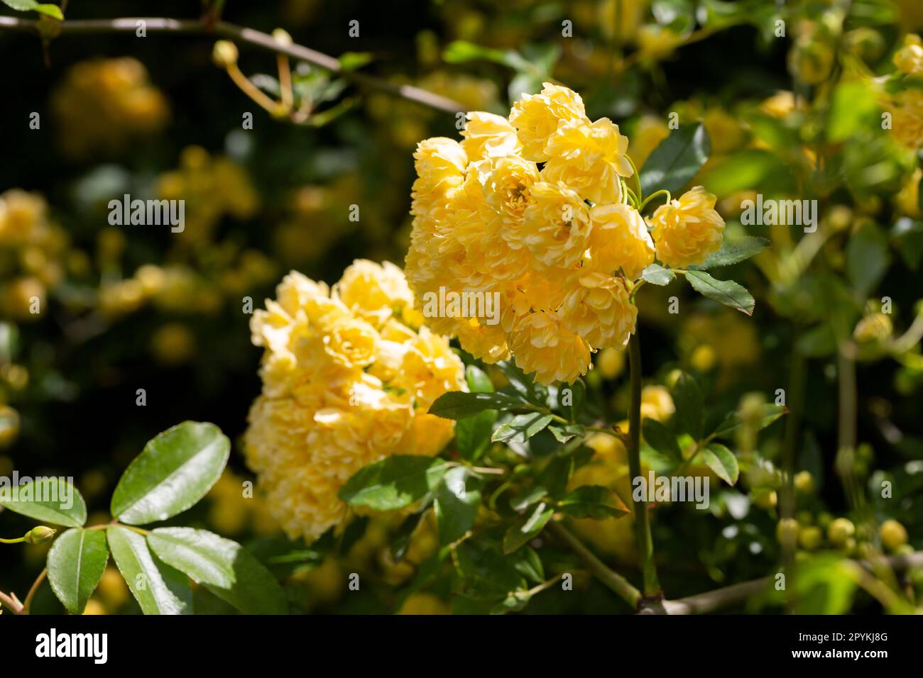 Small yellow roses Rosa banksiae illuminated by the sun in the garden ...