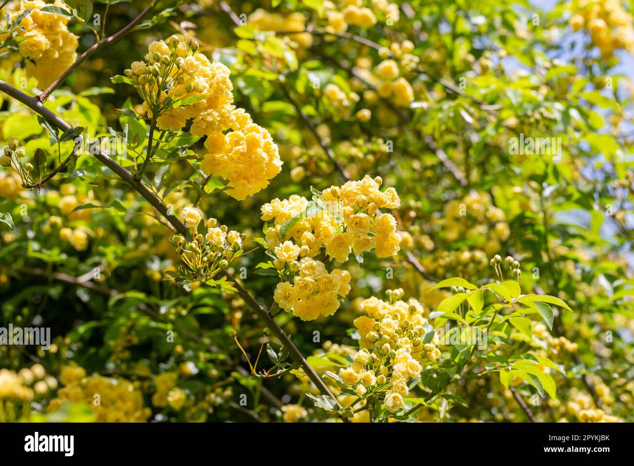 Small yellow roses Rosa banksiae illuminated by the sun in the garden ...