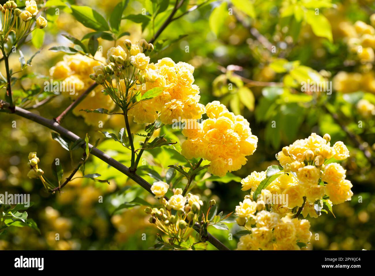 Small yellow roses Rosa banksiae illuminated by the sun in the garden ...