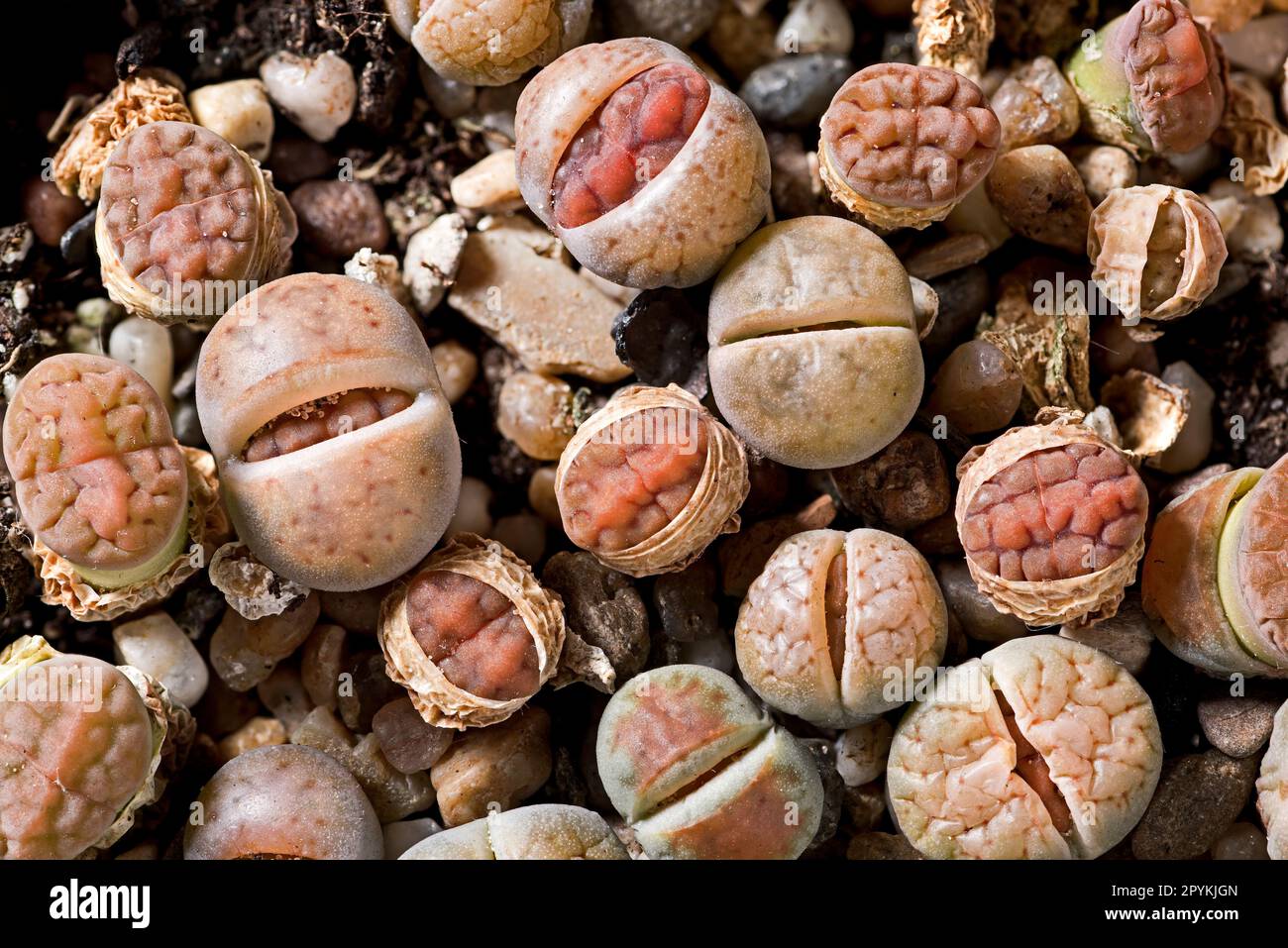 Lithops, living stones Stock Photo - Alamy
