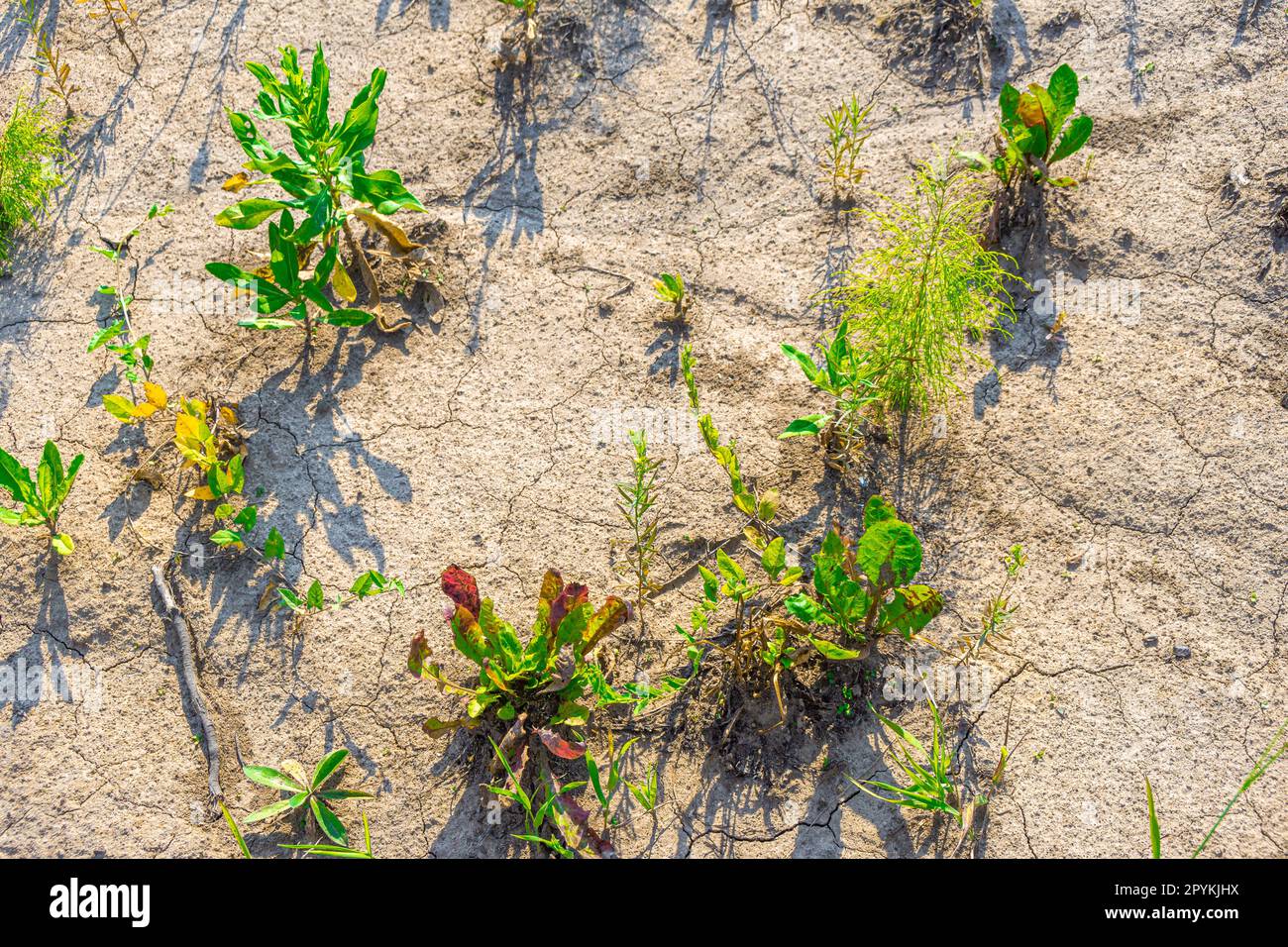 Soils degradation hi-res stock photography and images - Alamy