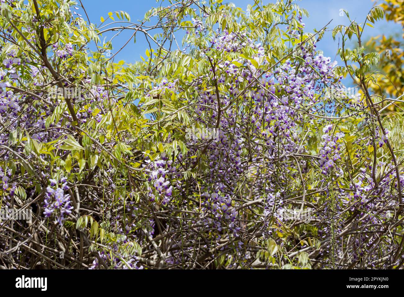 Blooming violet Wisteria Sinensis. Beautiful Prolific tree with scented ...