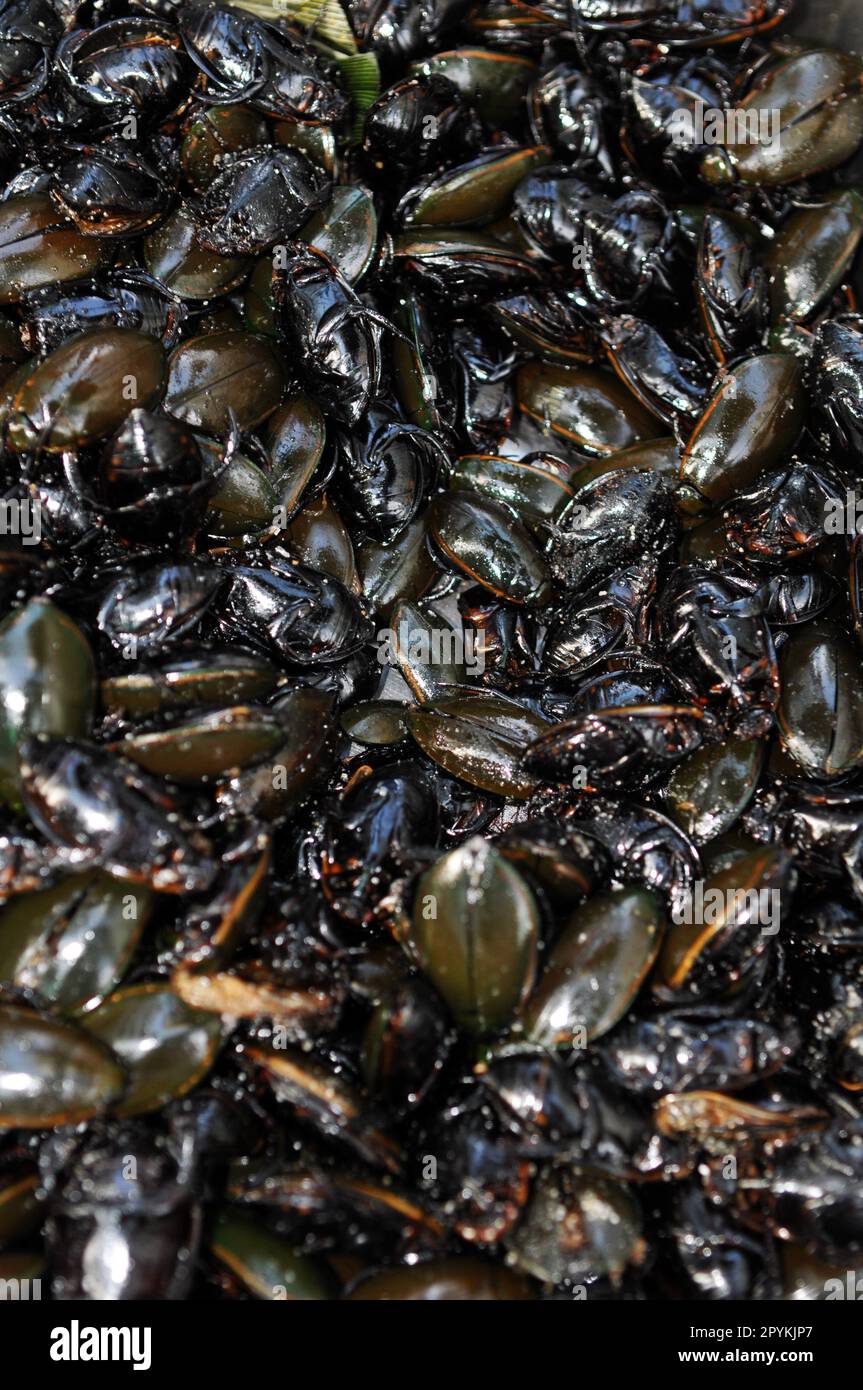 A Fried insects and bug vendor selling her snacks on Soi 7, Sukhumvit ...