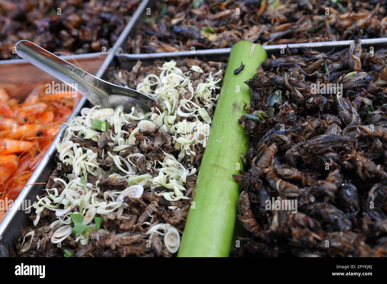 A Fried insects and bug vendor selling her snacks on Soi 7, Sukhumvit ...