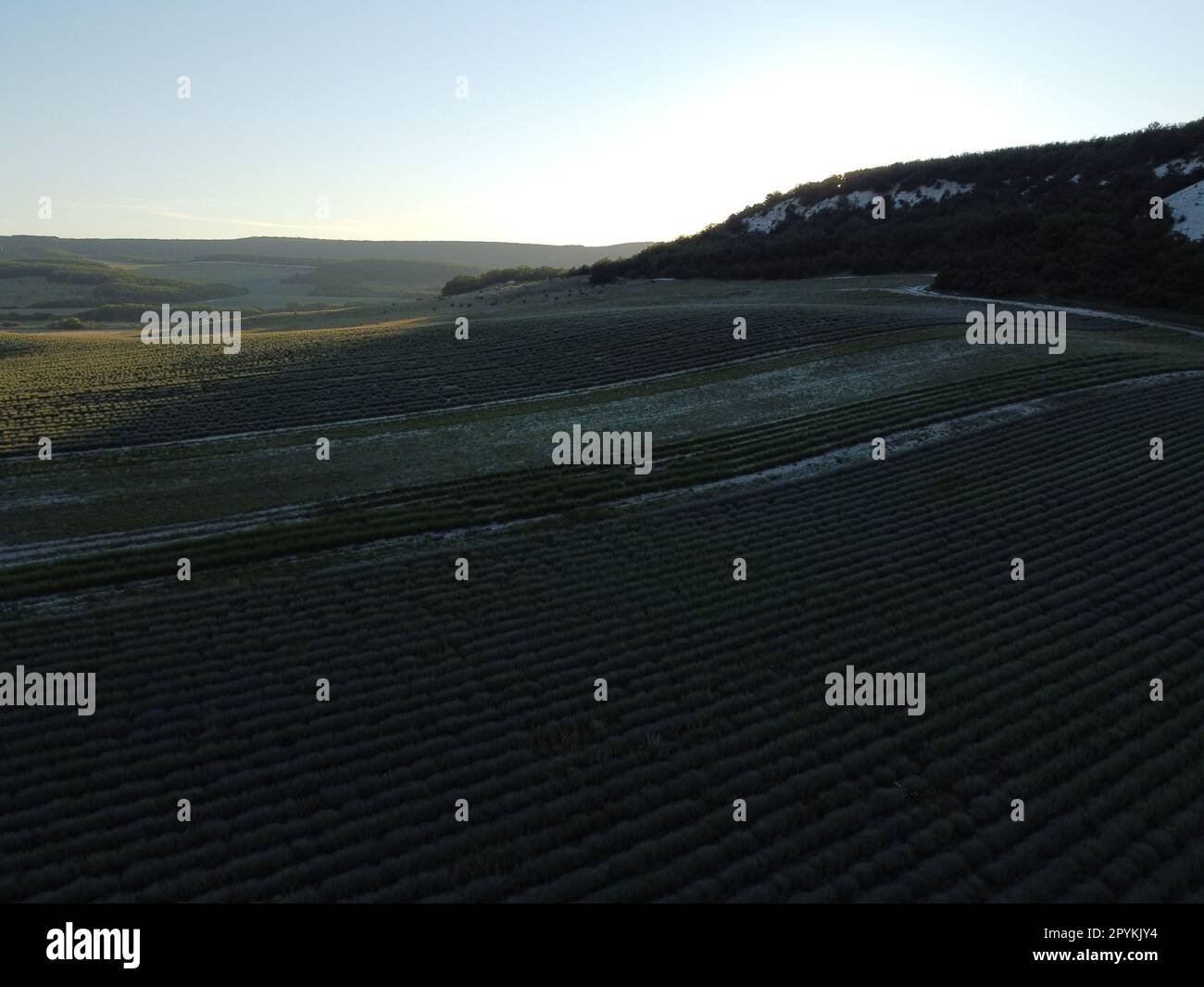 Aerial Lavender fields. Endless rows of blooming lavender fields on ...