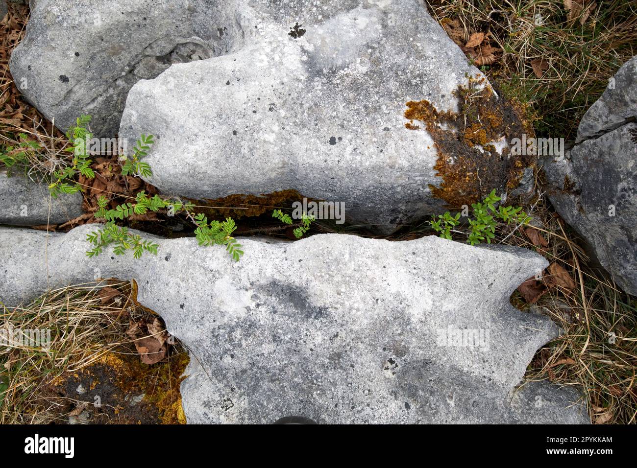 clints and grikes with vegetation growing in the grike fissures with ...