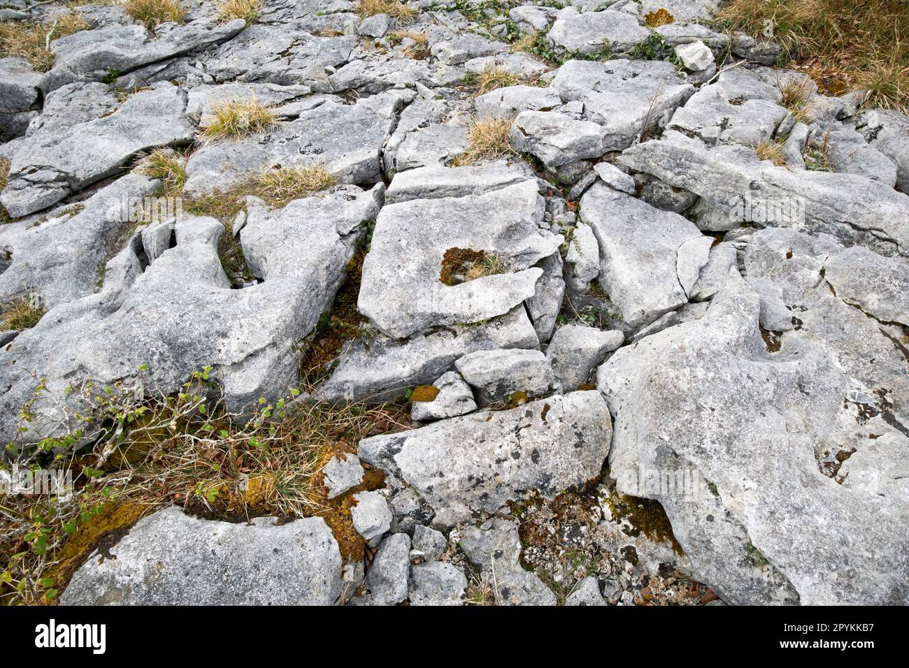 clints and grikes with vegetation growing in the grike fissures with ...